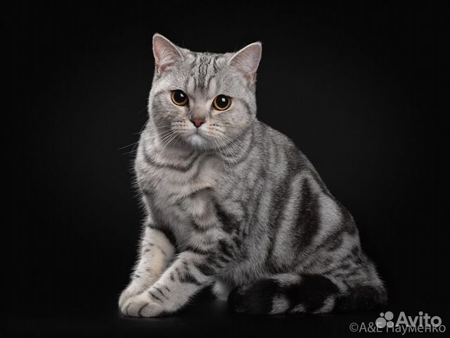 Британка серебристая чёрный мрамор шоу класс