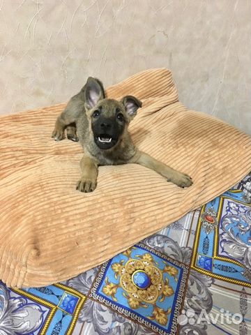 Щенок. Жизнерадостная любимица