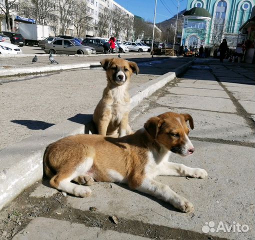 Щенки