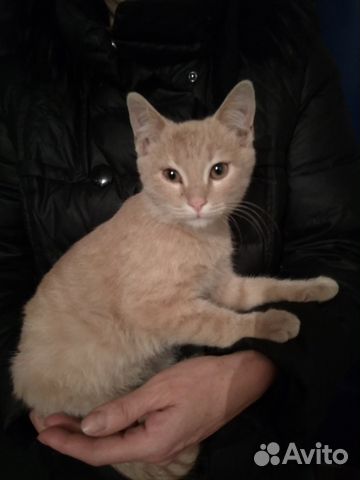 Персиковый котенок, 2 мес