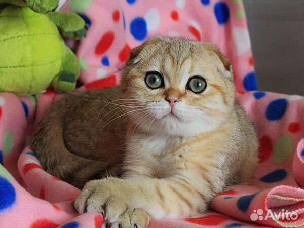 Золотой малыш скоттиш-фолд