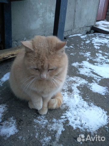 Кошечка бледно персикового цвета ютится в подвале