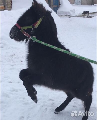 Лошадь пони