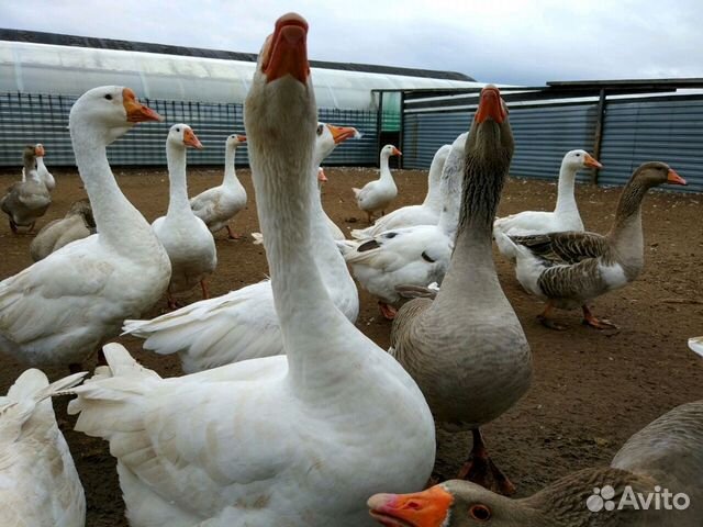 Гусь 10 мес, обмен