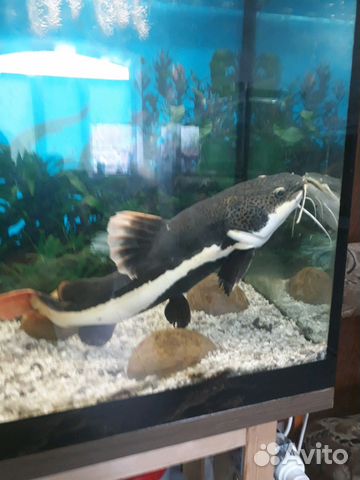 Сом краснохвостый