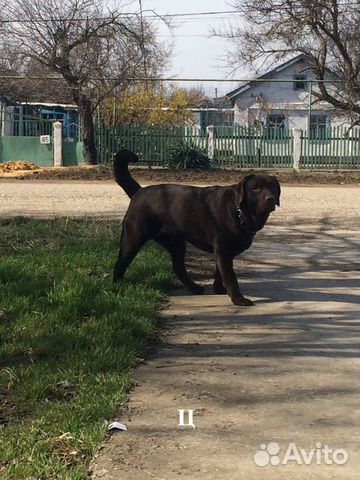 Ищем девочку для вязки