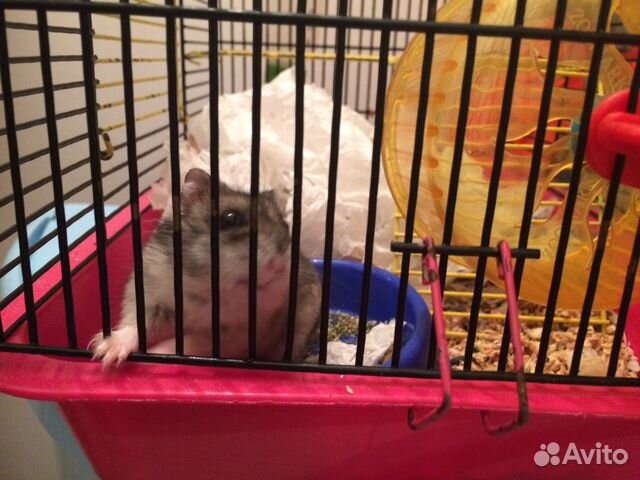 Джунгарский хомяк самка