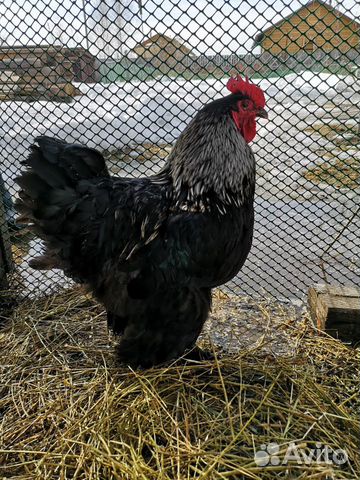Продам петуха, кохинхин чёрный с серебром