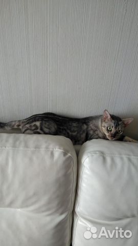 Кот на вязку ищу