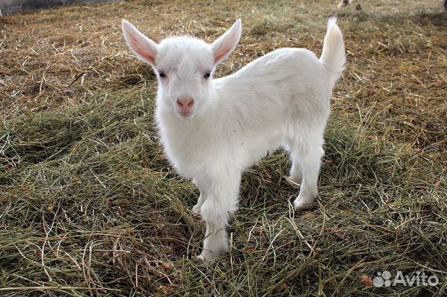 Козлята месячные