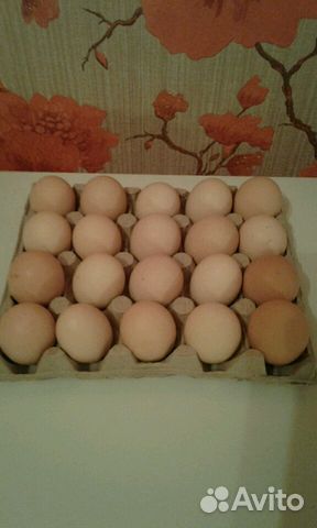Инкубационное яйцо мясо-яичных кур