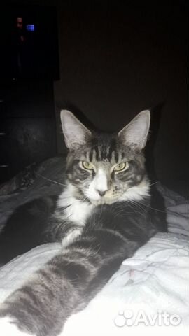 Кот Мейн Кун