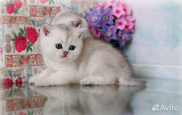 Серебряная шиншилла зеленоглазая Моник