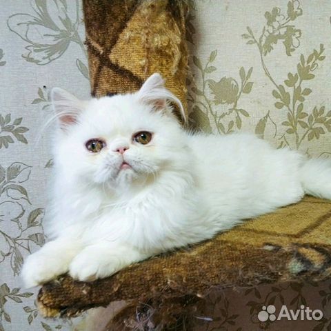 Персидская