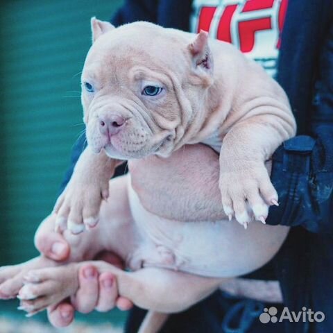 Пончик - Мальчик американский булли