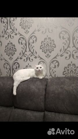 Белая кошка с шотландскими корнями