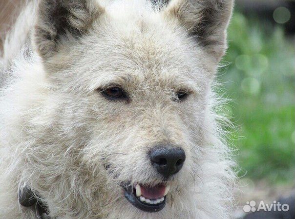 Кучерявый песик Фред