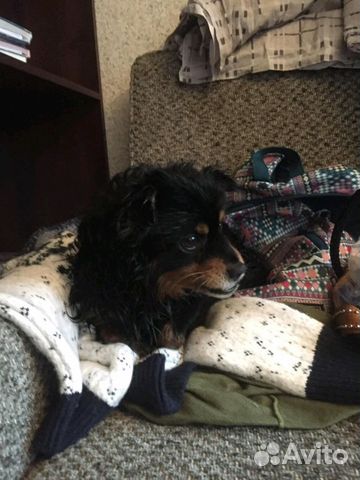 Ищет дом малыш Сэм