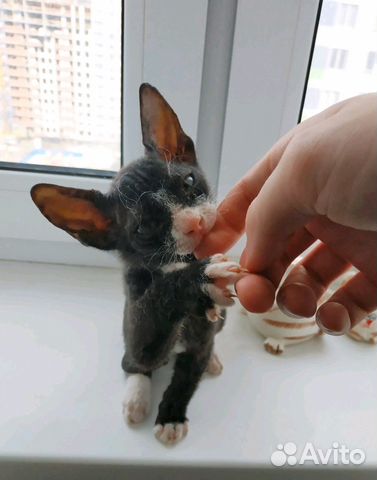 Донской сфинкс