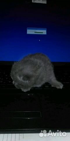 Британский котенок в дар