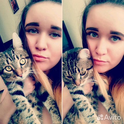 Отдам котика Каспера в добрые руки