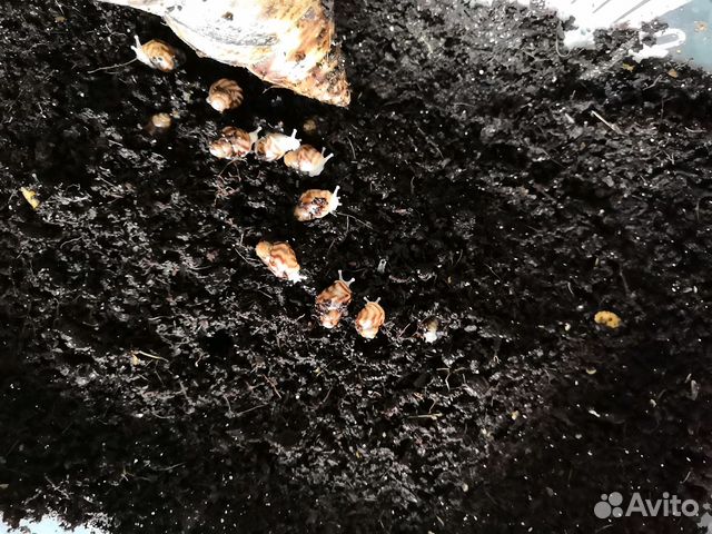 Маленькие улитычи ахатины