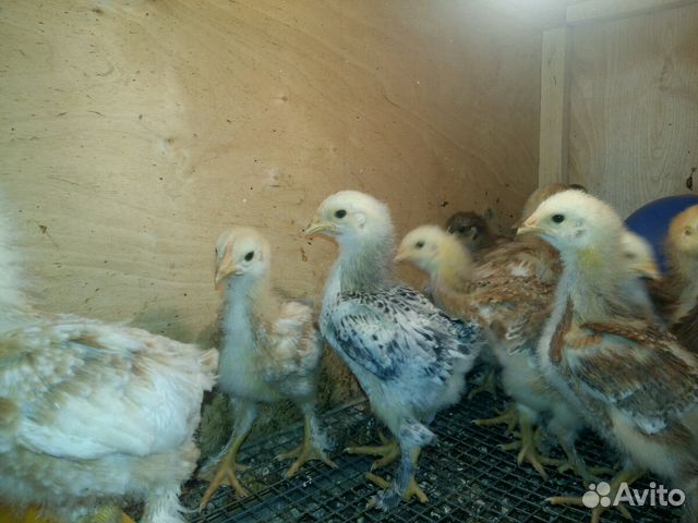Цыплята породистых кур