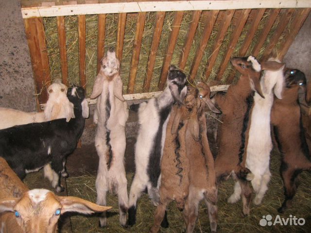 Нубийские козочки и козлики