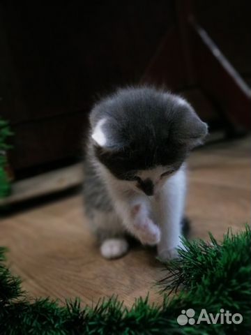 Ищу добрых хозяев для чудесных котят