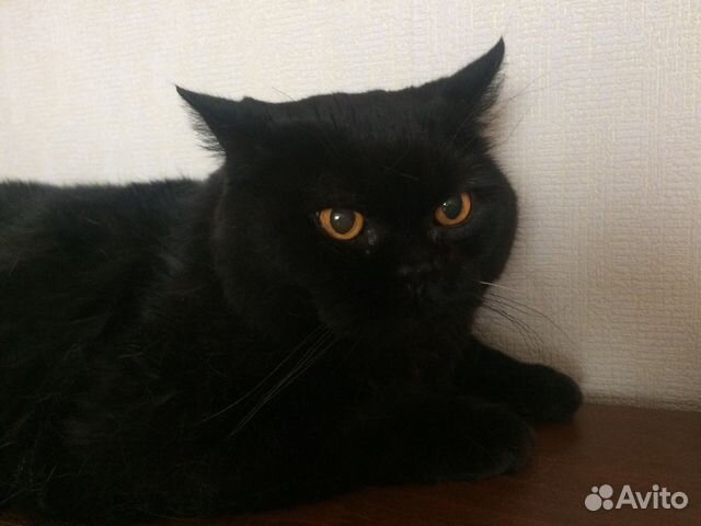 Британская пантера