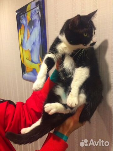 Кошка-мышеловка. Стерилизована. Отказница