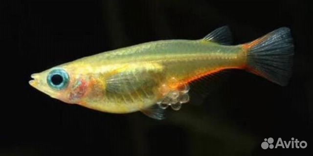 Оризиас Вовора (рисовая рыбка)