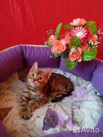 Бенгальские котята