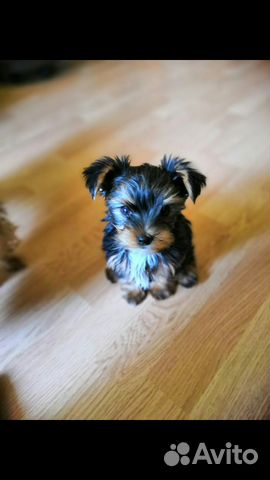 Продам щенков йоркширского терьера (мини)