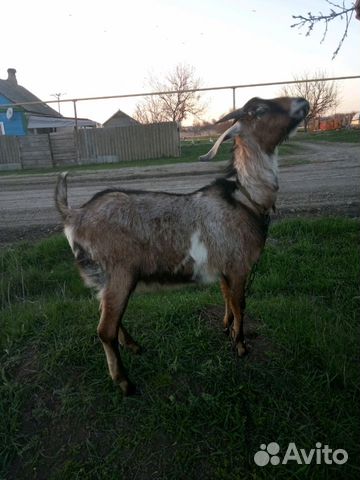 Продам англо-нубийского козла