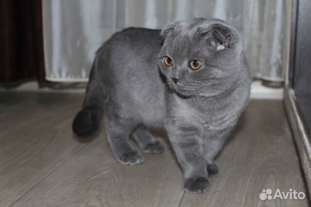 Шотландская Scottish Fold