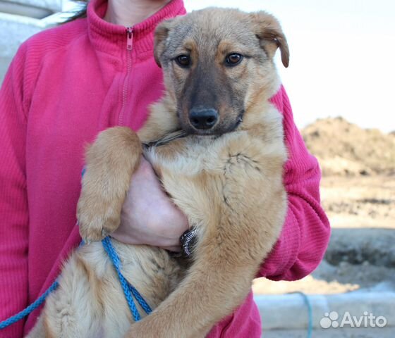 Щенок - Девочка 5 м в заботливые руки