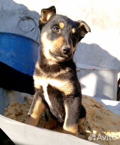 Мальчик в добрые руки