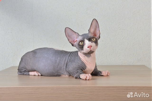 Котёнок бамбино
