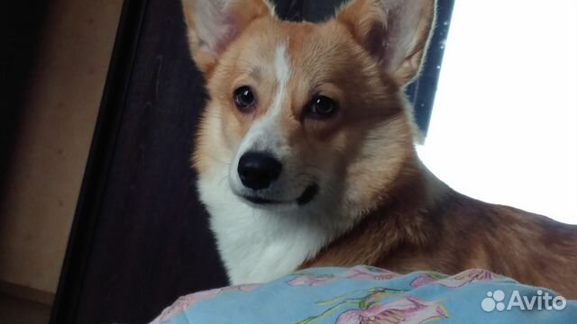 Щенки Вельш Корги Пемброк