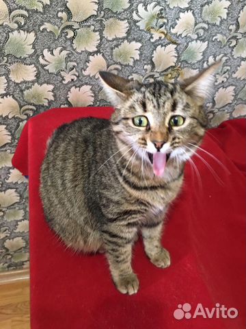 Котенок тигрёнок Барсик