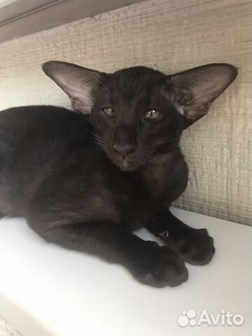 Ориентальная кошка