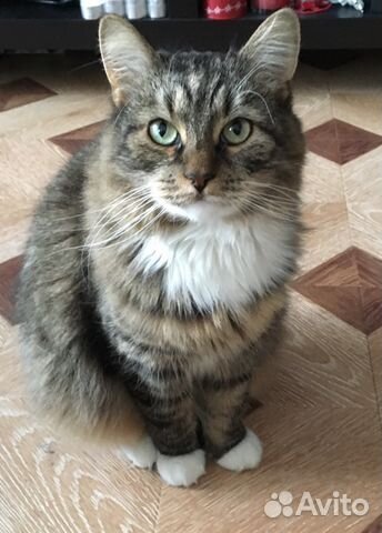 Отдам кота в хорошие руки