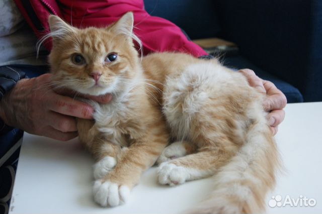 Шикарный метис-персик 4 мес из ветеринарной клиник