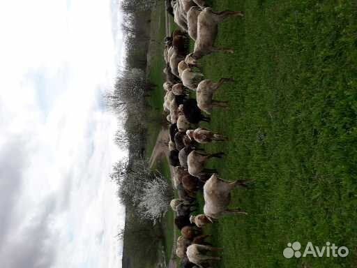 Овце матки с ягнятоми 550т руб за стадо