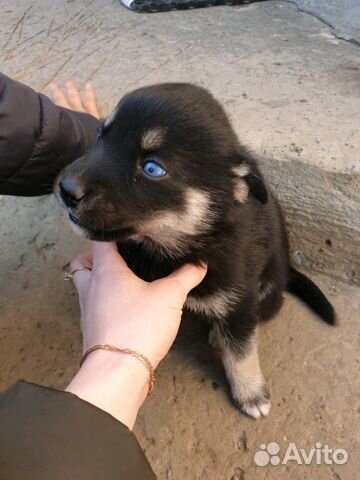 Щенки