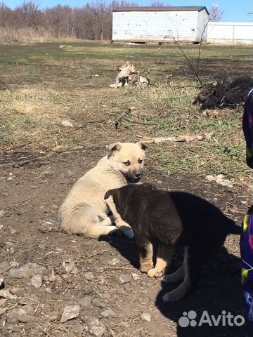 4 щенка дворняжки