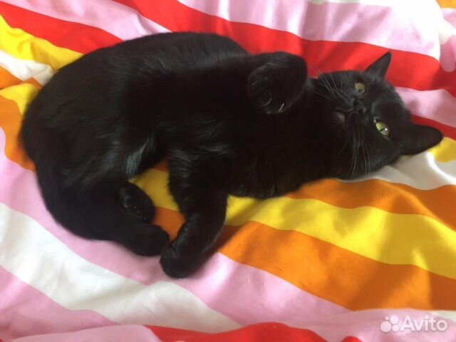 Кошечка - Смесь британца и шотландки в хорошие рук