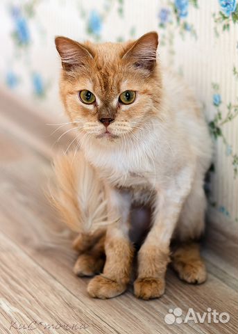 Красивый кот Базиль ищет дом