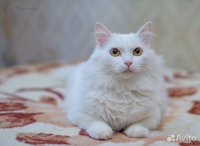 Особенный кот Соломон ищет дом